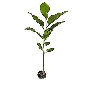 9GreenBox Ann Star Magnolia Tree - Outdoors or Bonsai