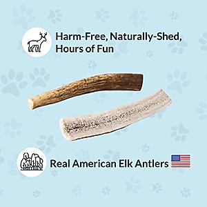Pawveyor USA-Sourced Naturally Shed Elk Antlers For Dogs - 6" Grade-A Split & Whole Elk Antlers for Dogs Medium Sized and Aggressive Chewers - Ultra Long Lasting Dog Chew, Odorless Rawhide Alternative