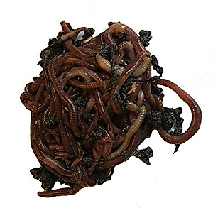 250+ Red Wiggler Earthworms, Organic and Sustainably Raised