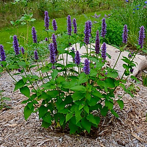 CHUXAY GARDEN 30 Seeds Agastache Foeniculum,Anise Hyssop,Fragrant Giant Hyssop, Lavender Hyssop, Anise Hyssop Perennial Organic Agastache Edible Seasoning Plants Easy Grow