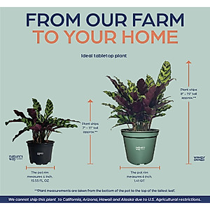 Nature's Way Farms Calathea Rattlesnake, Live Indoor Houseplant, Long Leaf Prayer Plant, Tropical Plant, Pet Safe (8-15 inches Tall) in Growers Pot