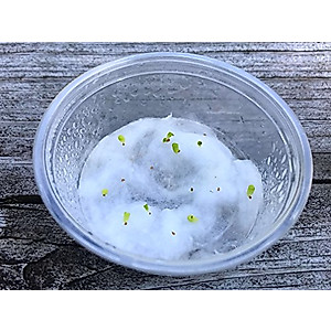 Micro Landscape Design Lithops 25 Seeds with High Germination Freshly Harvest with Mini Live Lithops and Germination Kit (Lithops Seed Mix + Mini Plant + Kit)