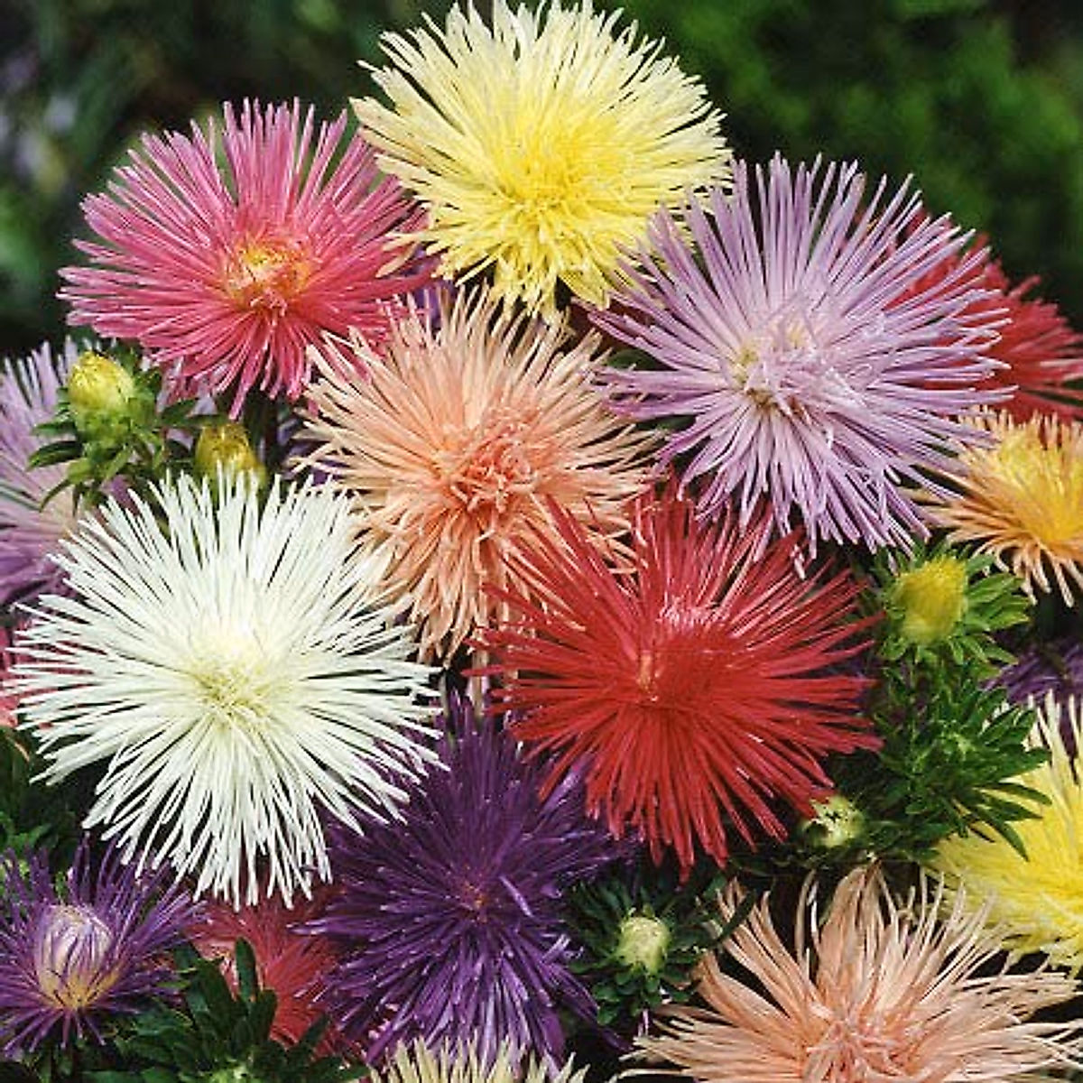 Aster Seeds (Needle) - Nova Mix - Packet - White/Pink/Purple Flower Seeds, Open Pollinated Seed Attracts Bees, Attracts Butterflies, Attracts Pollinators, Easy to Grow & Maintain, Container Garden
