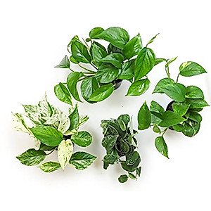 Altman Plants, Live Pothos Plants (4PK) Indoor Plants Live Houseplants, Pothos Live Plant House Plants Indoors Live Plants, Money Plant Indoor Pothos Plant Decor, Devils Ivy Trailing Plants Live