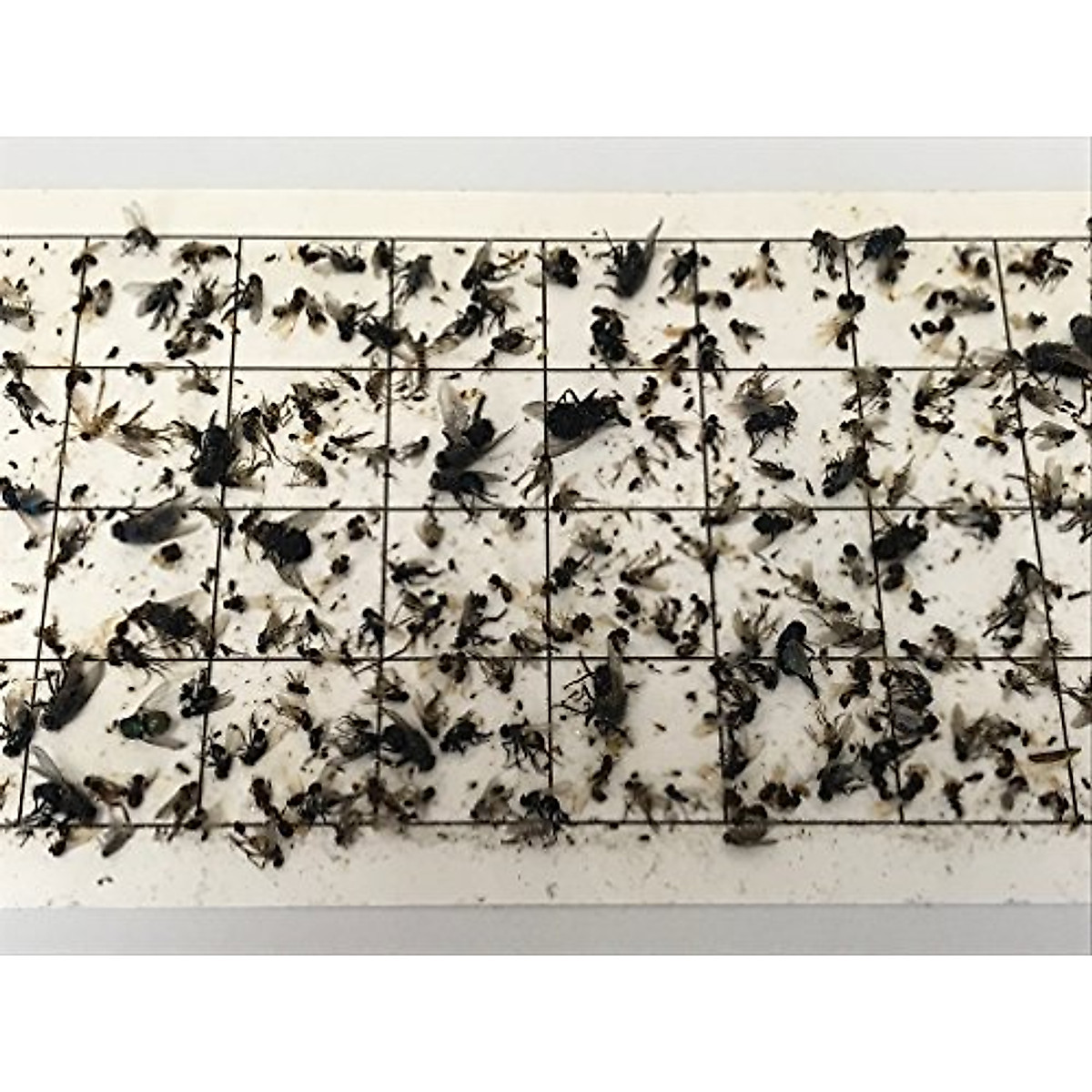 5"x17" 24 Pack, Fly Light, Insect Light Trap Replacement Glue Boards with 1" Grid