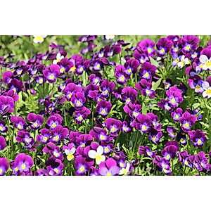 Viola Seeds – Classic Viola Colors aka “Johnny-Jump-Up” - Annual Heirloom Flower Seeds| Heirloom Seeds by Liliana's Garden |