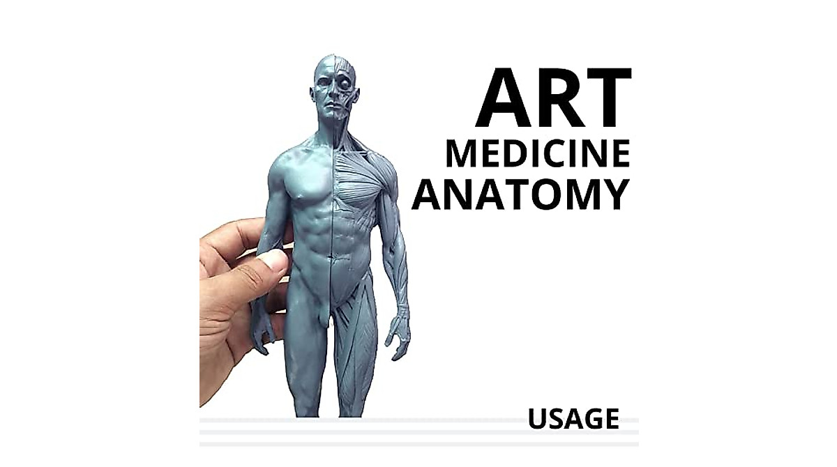 Human Anatomy Figure for Artists and Medical Students