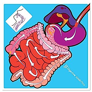 American Educational Vinyl PVC Digestive System Walk-Thru Mat, 70" Length x 70" Width