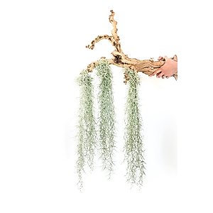 3 Pack Thick Colombian Spanish Moss Live Strands with Wire Hook - Live Tillandsia Succulent House Plants - Home and Garden Decor - Easy Care Indoor and Outdoor Plants
