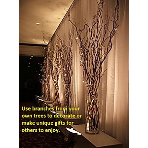 Willow Tree Bundle - 10 Fast Growing Aussie Willow Trees + 4 Weeping Willow Trees + 2 Corkscrew Willow Tree - Ready to Plant - Indoor/Outdoor Live Tree Plants - Fast Privacy and Unique Look all in One