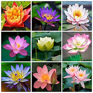 35+ Bonsai Lotus Flower Seeds for Home Planting Ornamental, Mixed Pink & Red Flower, Aquatic Plant for Courtyard, Hotel, Goldfish Pond, Water Lily Seeds