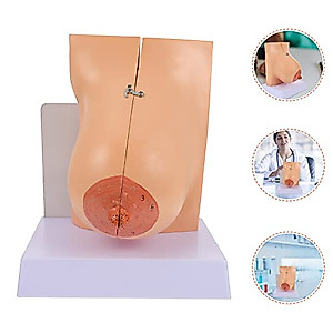iplusmile Model of The Female Breast Human Breast Anatomy Model Lactation Teaching Nursing Trainning Education Tools for Medical Students and Teachers