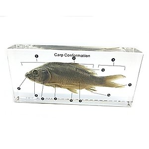 Fish Carp Conformation Specimen in Acrylic Block Paperweights Science Classroom Specimens for Science Education