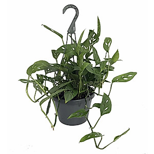 Swiss Cheese Plant - Monstera adansonii - Easy to Grow Old Favorite - 4" Pot