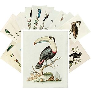 Vintage PostCards 24 pcs Amazing Birds George Edwards Vintage Illustrations