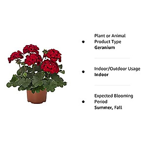 ATVADA Geranium Seeds 50Pcs for Planting Red Scented Ivy Leaf Perennial Flower Hardy Martha Washington Indoor Maverick