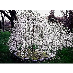 Weeping Cherry Tree - Live Plant - 6-12" Tall Seedling - 3" Pot - Ships Potted - *No Shipping to C.A