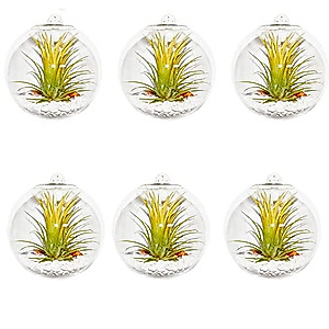 DZHJKIO Pack of 6 Glass Planters Wall Hanging Planters Round Glass Plant Pots Hanging Air Plant Pots Flower Vase Air Plant Terrariums Wall Hanging Plant Container, 12 cm Diameter