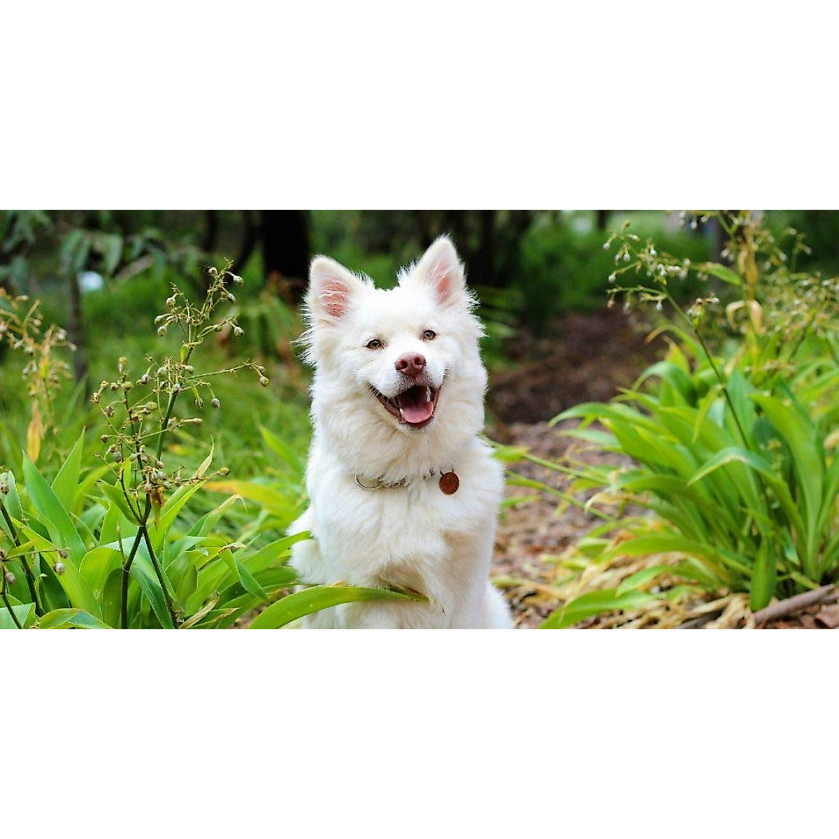 dog itching skin relief allergy immune bites for dogs - ADVANCED DOG IMMUNE SUPPORT - VETERINARIAN RECOMMENDED COMPLEX - turmeric curcumin bites for dogs - 2 Bottles (120 Treats)