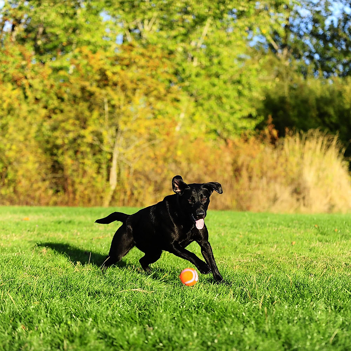 Chuckit Dog Tennis Ball Dog Toy, Large (3 Inch Diameter) for dogs 60-100 lbs, Pack of 2