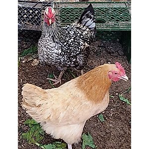 6 Fertile Chicken Hatching Eggs