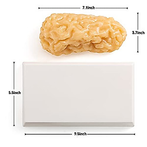 Ultrassist Human Body Fat Model, 1lb Fat Replica, Anatomical Model for Students, Authentic Demonstration for Fitness Room