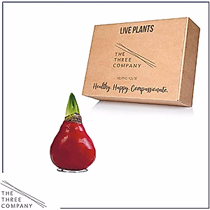 Waxed Amaryllis Bulb - Valentine's Red - Easy Care, No Watering Needed - Beautiful Live Décor