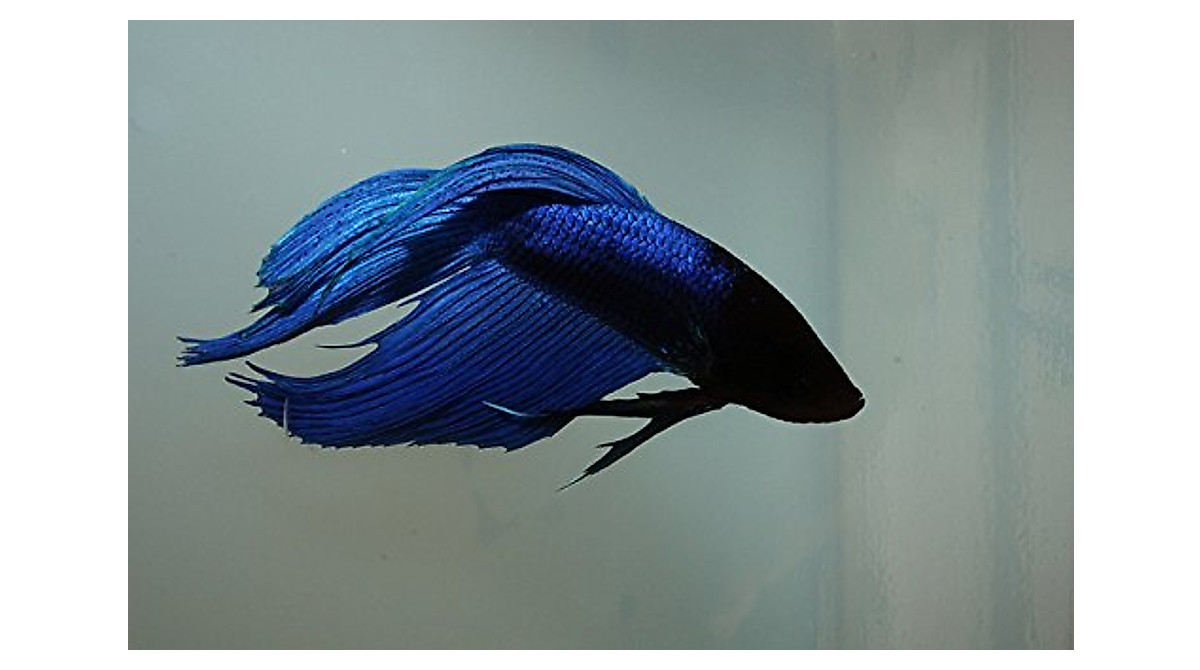 Buy Betta Splendens Male Fighting Fish in Assorted Colors
