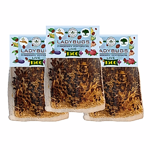 Clark&Co Organic 3x1500 Live Ladybugs Live Ladybugs - Good Bugs - Guaranteed Live Delivery!…