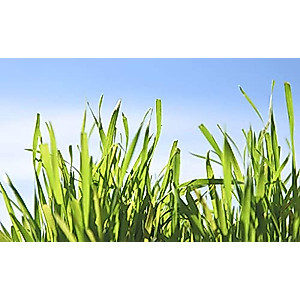 Cat Grass Seeds by Perfect Plants - 1lb. Bag - Guaranteed to Grow Non-GMO Wheat Grass Seed