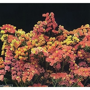 500 Seeds - Statice Seeds-Mix, Lavender, Blue, Rose, Sky Blue, Apricot,&Yellow
