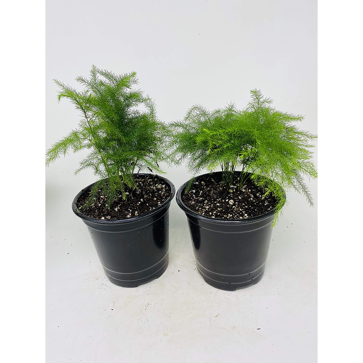 Two Fern Leaf Plumosus Asparagus Fern 4.5" Unique Design Pot - Easy to Grow - Great Houseplant from Jm Bamboo