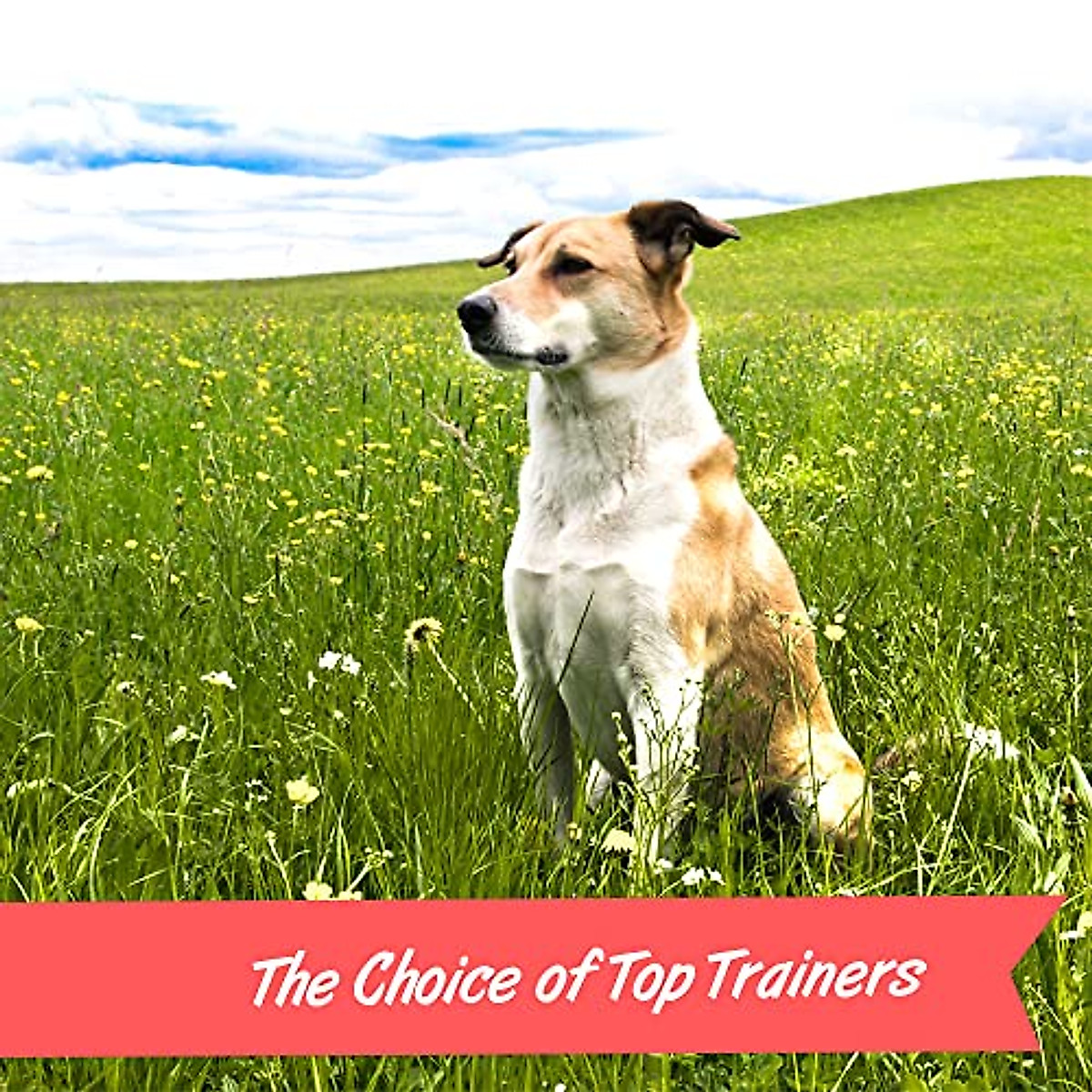 Pet Botanics Training Rewards Treats for Dogs, Made with Real Pork Liver, Focuses, Motivates, Rewards, Speeds Up Learning Curve, No BHA, BHT, Ethoxyquin, Bacon, 20 oz (1 pack)