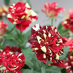 QAUZUY GARDEN 100 Rare Abracadabra Rose Rosa Seeds | Non-GMO Heirloom Perennial Flower Seed Striking Bush Vine Climber Fragrant Flower & Attract Pollinators