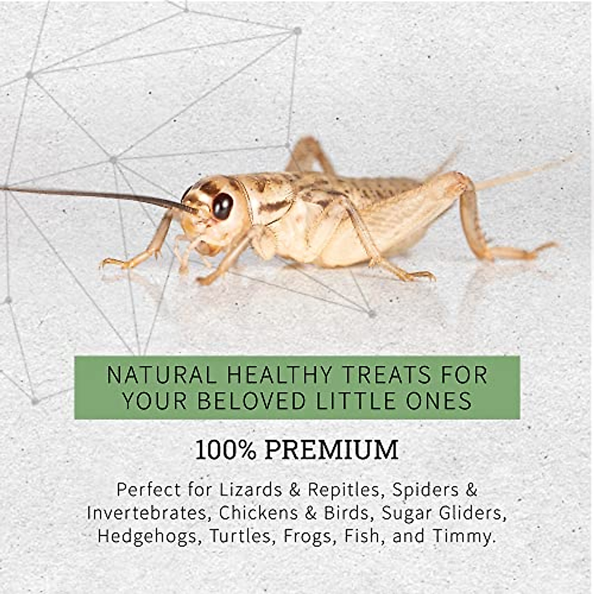 OVIPOST Live Crickets 3/4” Banded | 1000 Count | Live Crickets for Reptiles, Large Bulk Arrival of Large Banded Crickets - High Protein Live Feed Crickets, Bearded Dragon Food & Pet Food