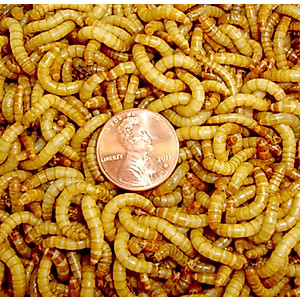 Surmen Legacy 1000ct Live Mealworms with Bait Cup with Food/Bedding