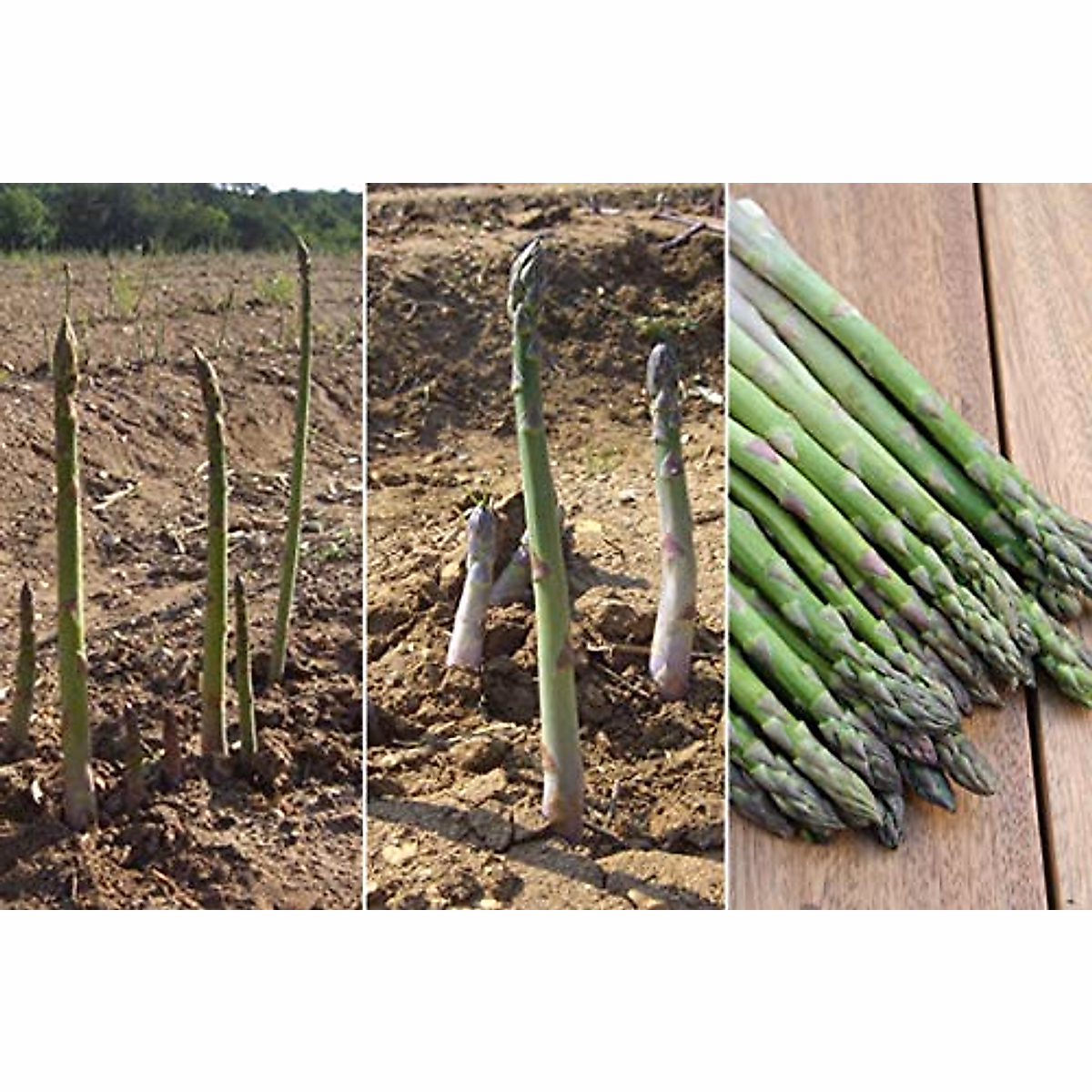 5 Mary Washington" asparagus crown, 2 Year Roots