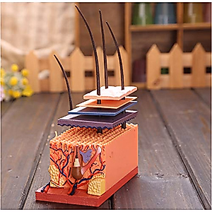 DEAVER Skin Structure Model,19 Detachable Parts Human Skin and Hair Organ Anatomy Model Medical Teaching Model,for Medical Educational Training Aid,Study Display