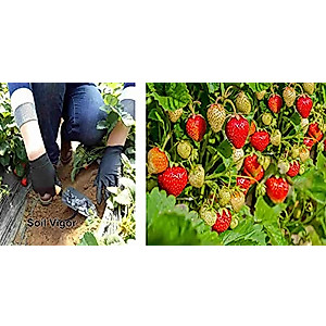 Potassium Polyacrylate for Garden Lasts Up to 7 Years in Soil (1)