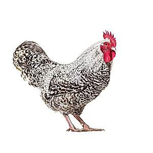 SILVAPLEX Liquid Gel Spray with Chelated Silver - Helps Irritation and Recovery for Hot Spots, Minor Wounds, Abrasions and Cuts - for Cats, Dogs, Other Small Animals - 8 oz