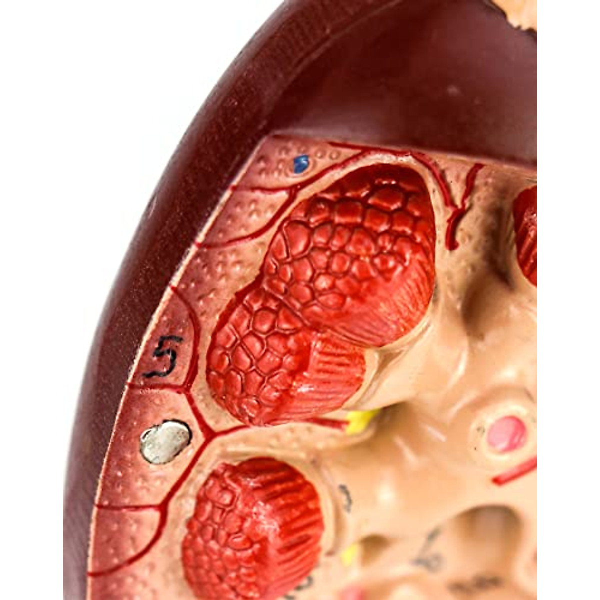 QWORK Life-Size Kidney Model, Divided into 2 Parts Showing Internal Structure A Normal Kidney Human Anatomy Replica for Doctors Office Educational Tool