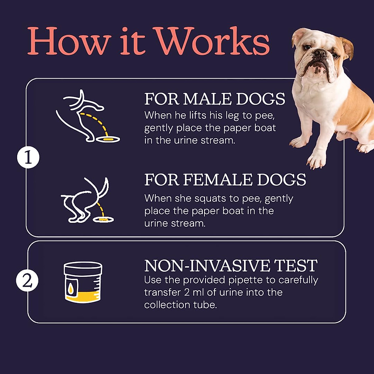 Oncotect Essential Dog Cancer Screening Test Kit, Easy to Use at Home Cancer Detection, Affordable Non-Invasive Urine-Based Test, Works On All Dog Breeds and Ages