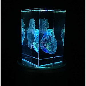 3D Human Heart Anatomical Model Paperweight(Laser Etched) in Crystal Glass Cube Science Gift (No Included LED Base)(3.1x2x2 inch)