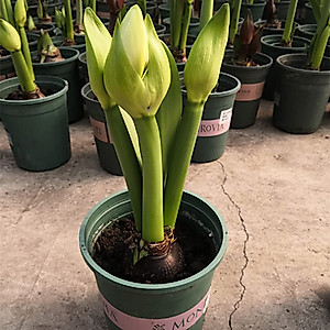 1pcs Amaryllis Bulbs Flowers Flowering Bulbs Exotic Beautiful Spectacular Flowers Bulb for Home Garden Planting.