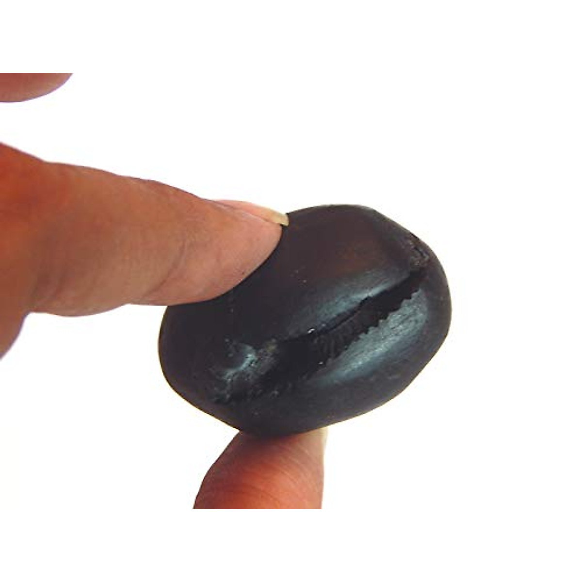 phoenix888 Adwaitya ChakraDhari Maha Vishnu Shaligram Nepal Kali Gandaki