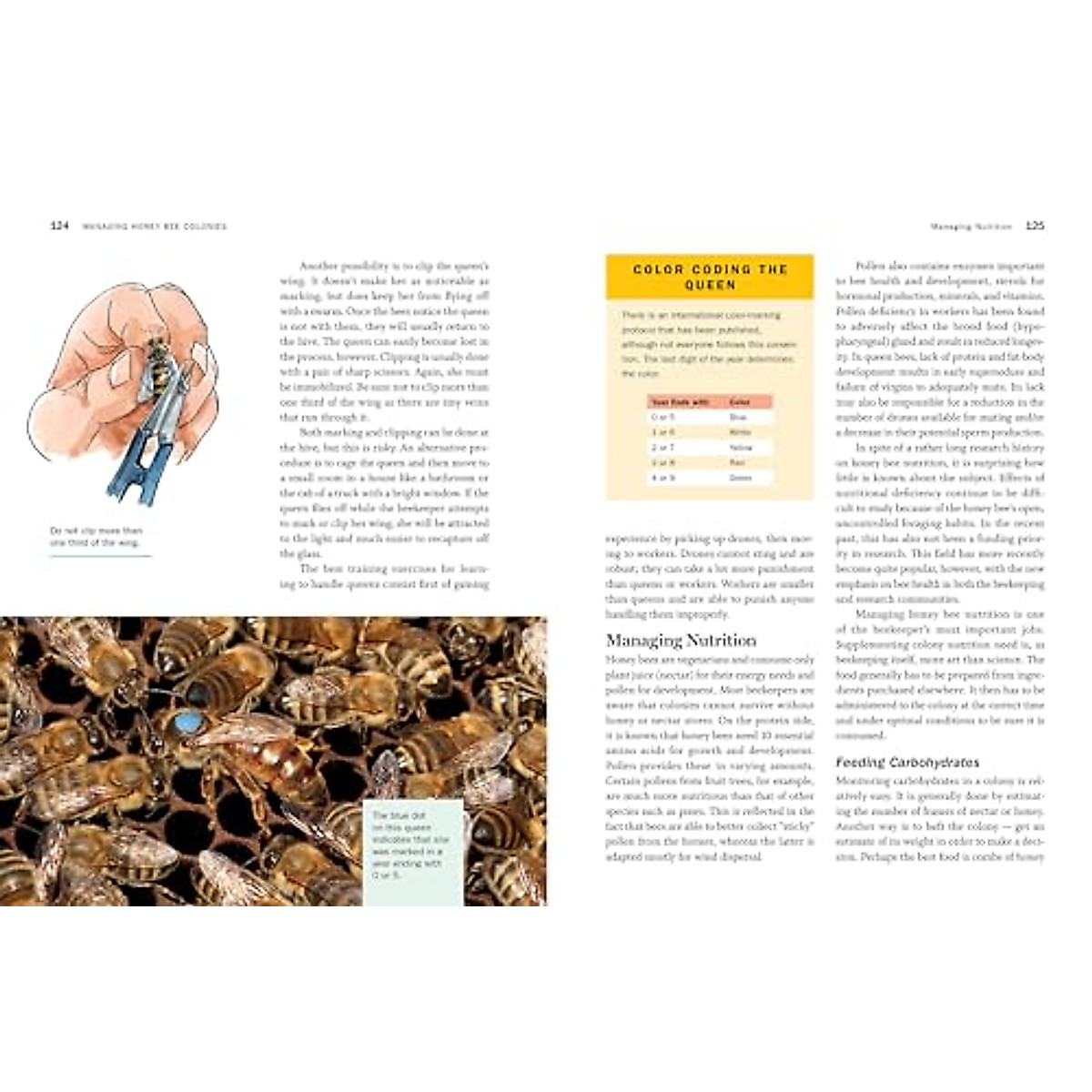 Storey's Guide to Keeping Honey Bees, 2nd Edition: Honey Production, Pollination, Health (Storey’s Guide to Raising)