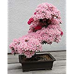 Bonsai Tree Japanese Sakura Seeds. Rare Japanese Cherry Blossoms Flowers Seeds in Bonsai,Pink Prunus Serrulata15 Seeds/Pack
