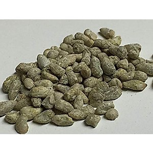 KVITER White Cotton 25 Seeds - Gossypium Hirsutum Cotton Plant, Easy Grow Perennial Shrub Upland Cotton, Winter Hardy Showy Flowers Plants, Mexican Cotton Seeds for Growing