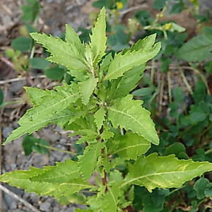 300 Epazote Seeds Mexican Herb Seeds for Planting Garden