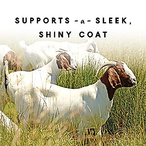 Manna Pro Goat Skin & Coat Supplement | for All Breeds of Goat | Provides Nutrients for Healthy Skin | 4 Pounds